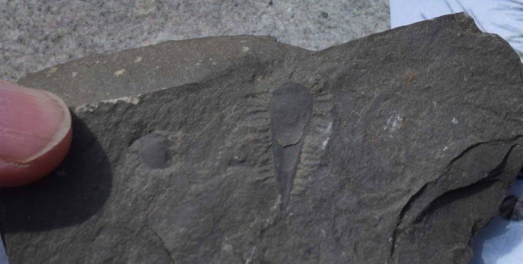 A Different Look At The Burgess Shale – The Stanley Glacier Burgess ...