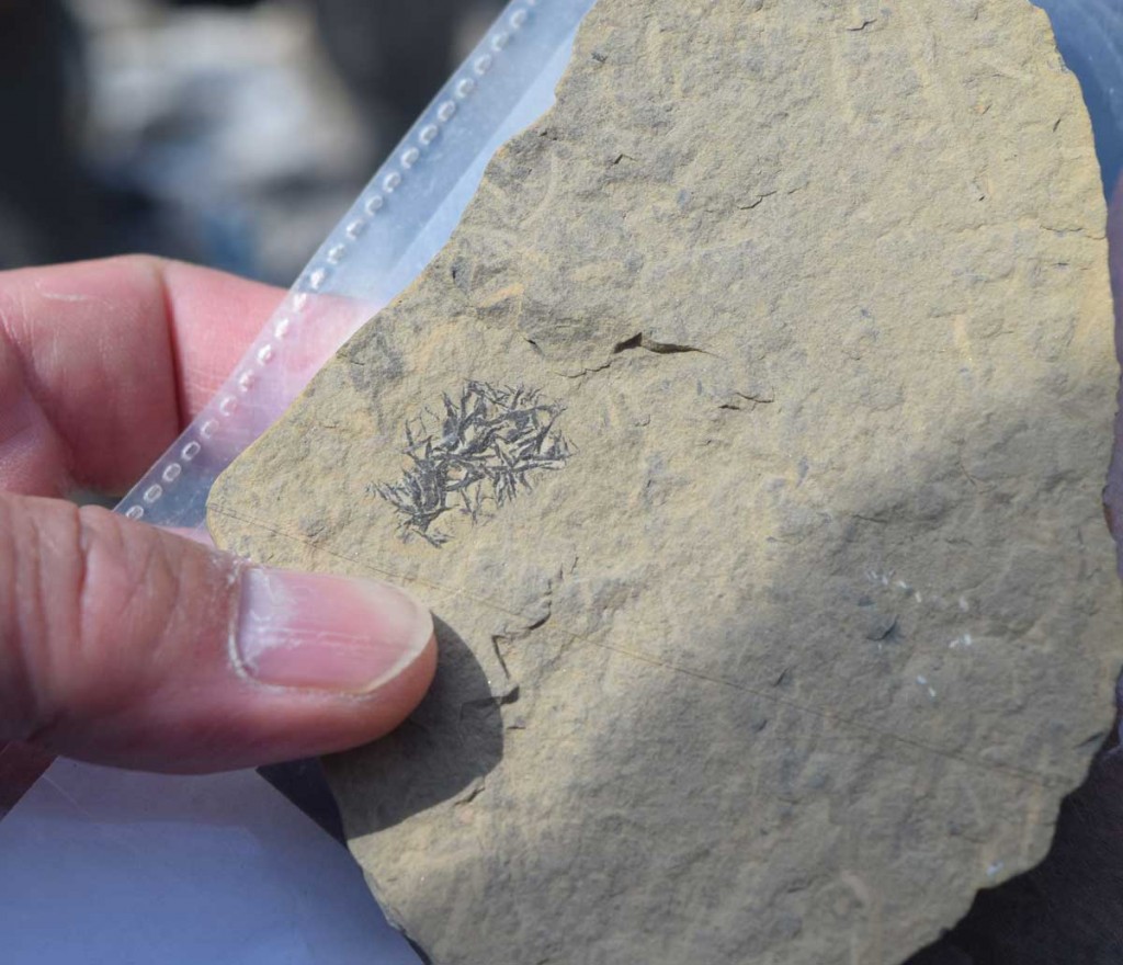 A Different Look At The Burgess Shale – The Stanley Glacier Burgess ...