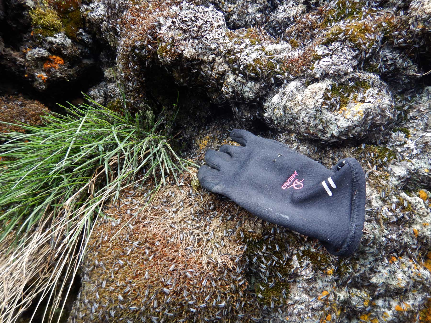 Tolting Around Pseudocraters at Lake Myvatn, Iceland – GEOPOSTINGS