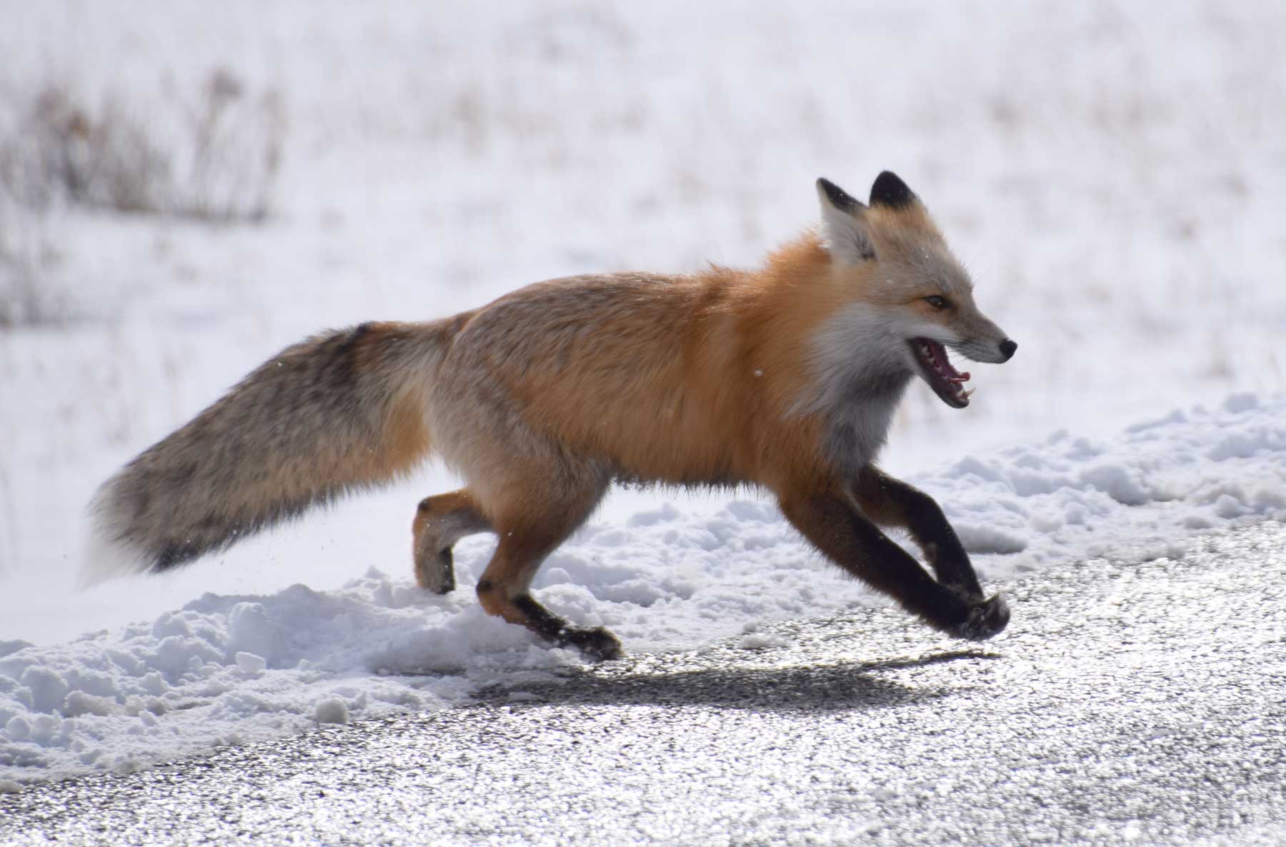 Devil’s Slide and A Jumping Fox – GEOPOSTINGS