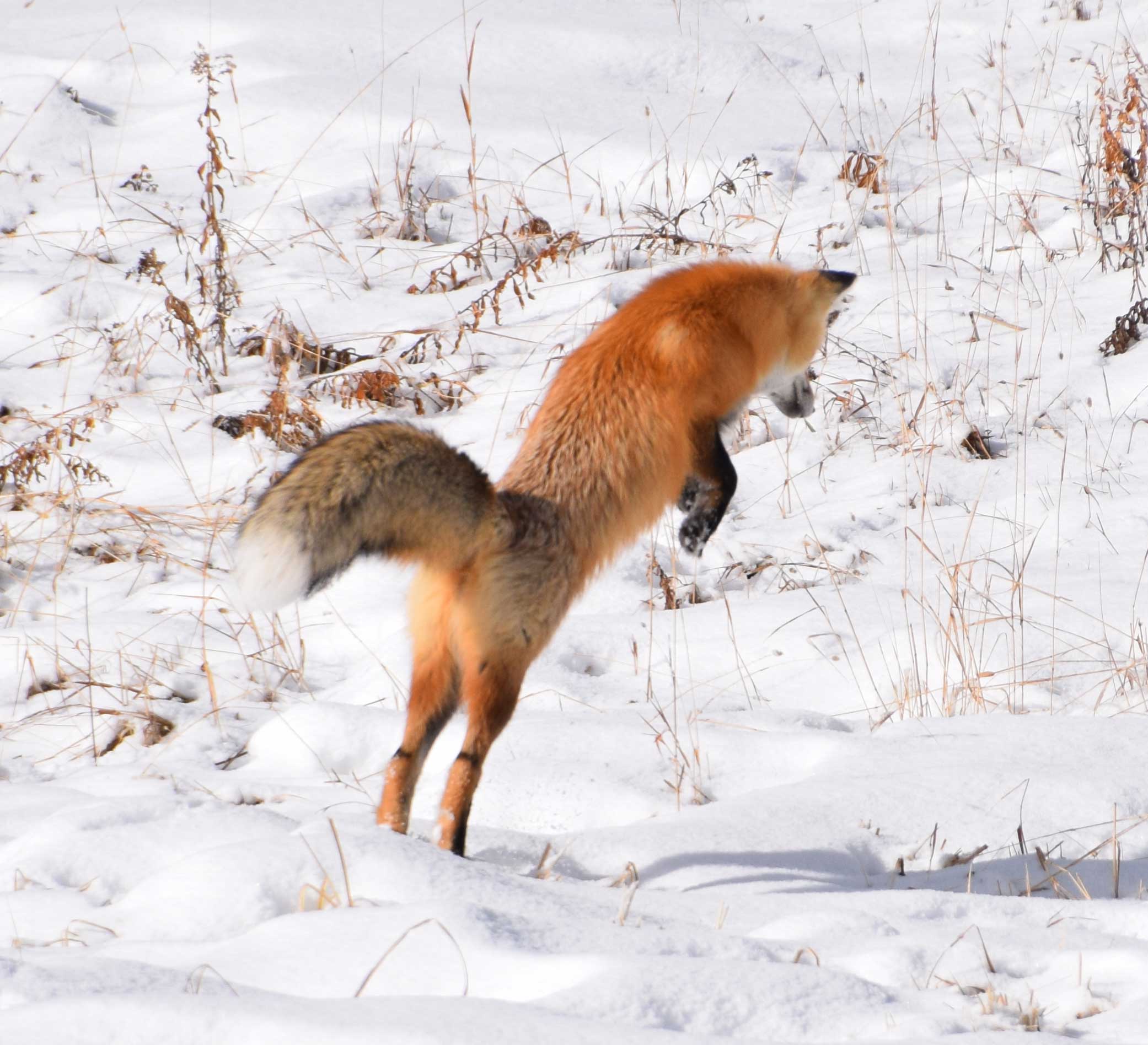 Devil’s Slide and A Jumping Fox – GEOPOSTINGS