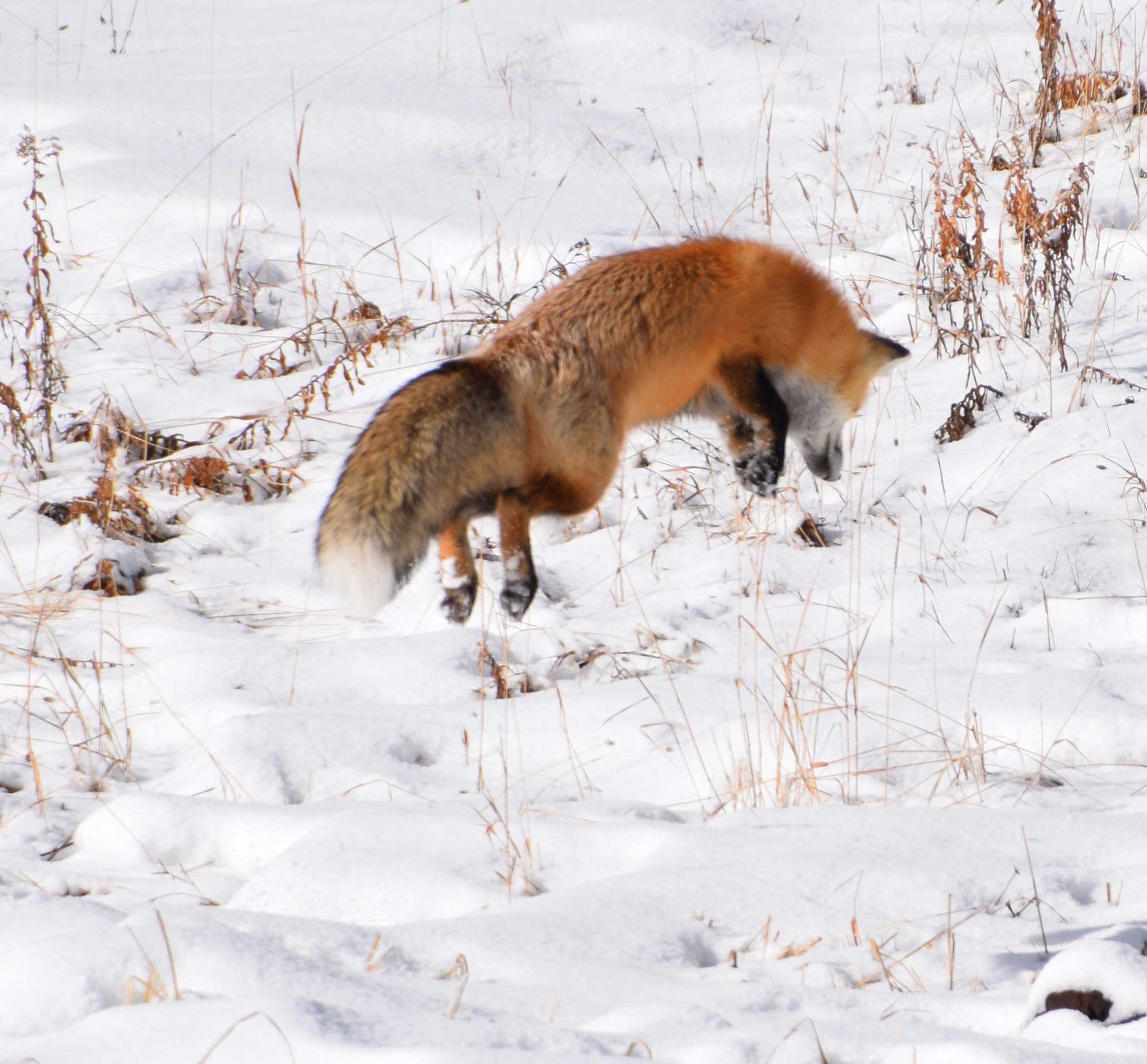 Devil’s Slide and A Jumping Fox – GEOPOSTINGS