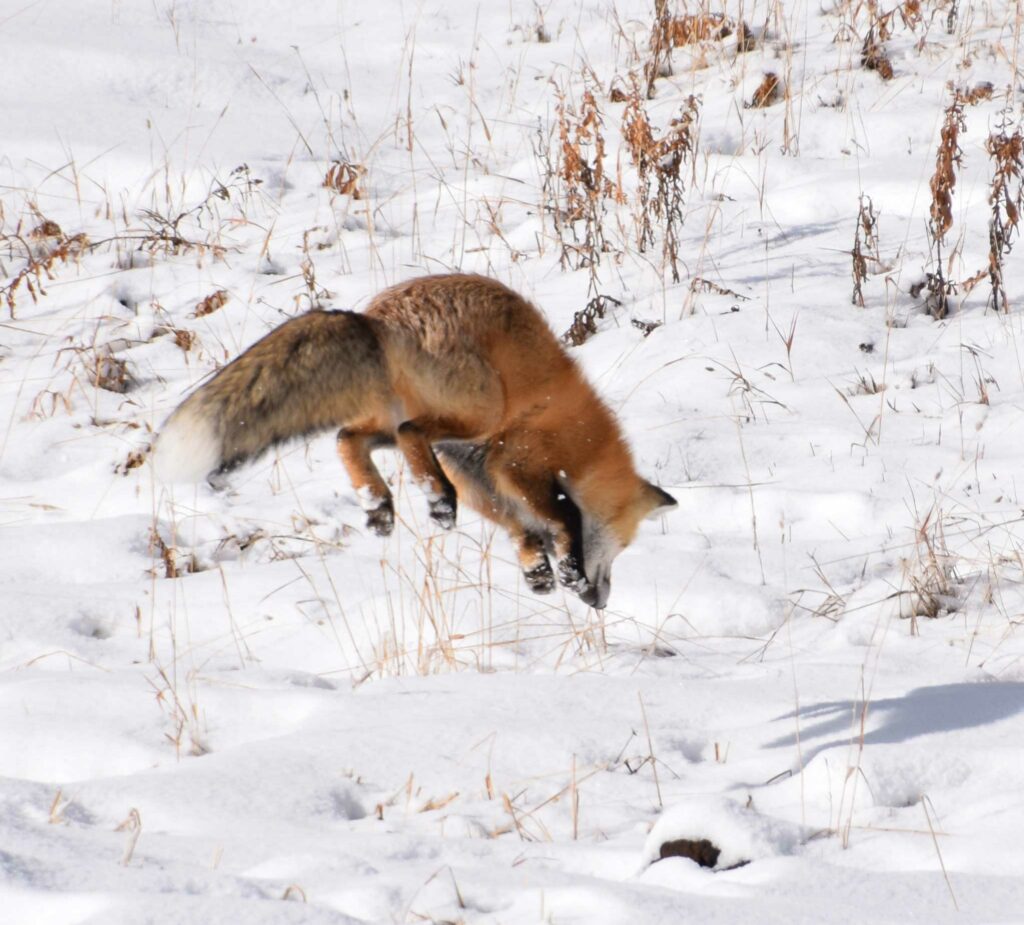 Devil’s Slide and A Jumping Fox – GEOPOSTINGS