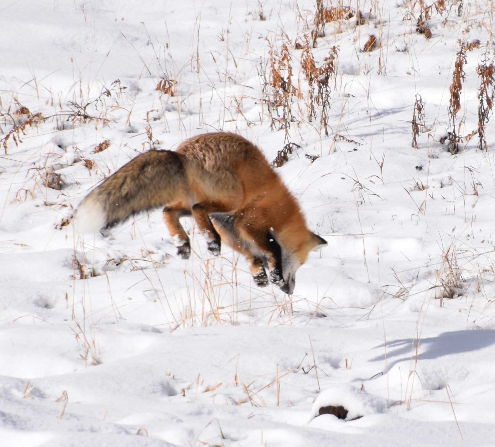 Devil’s Slide and A Jumping Fox – GEOPOSTINGS