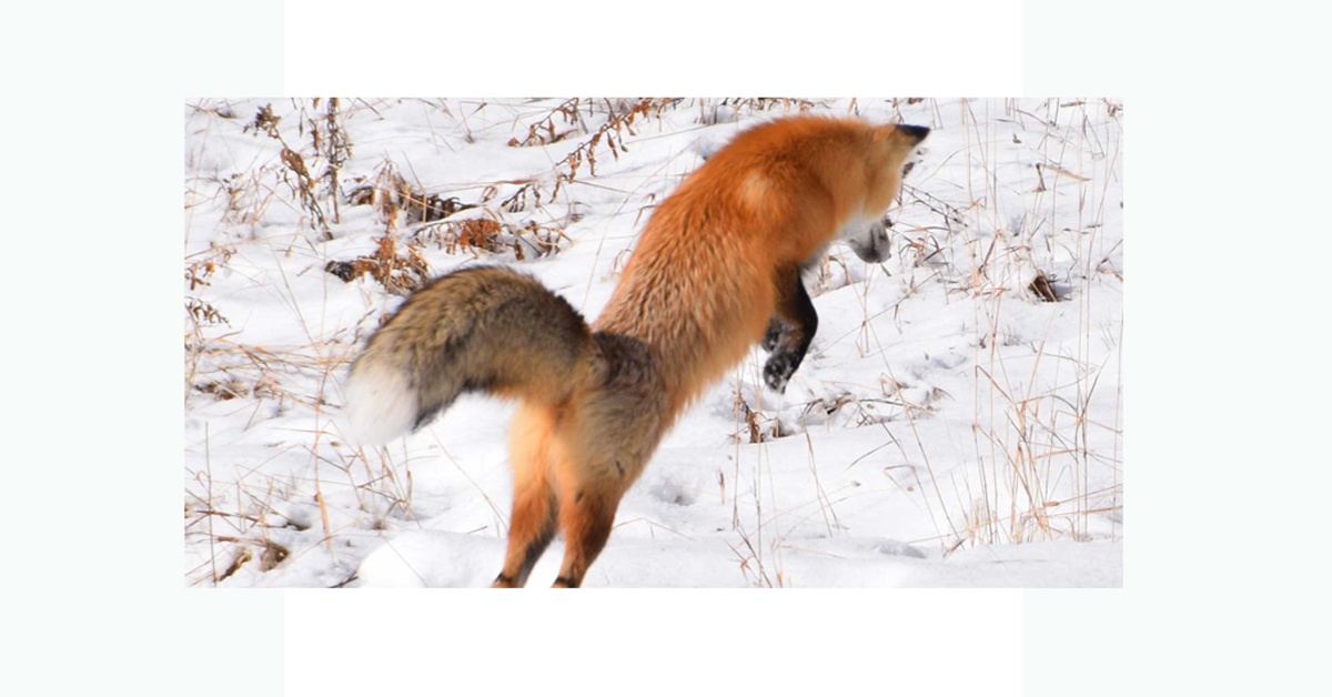 Devil’s Slide and A Jumping Fox – GEOPOSTINGS