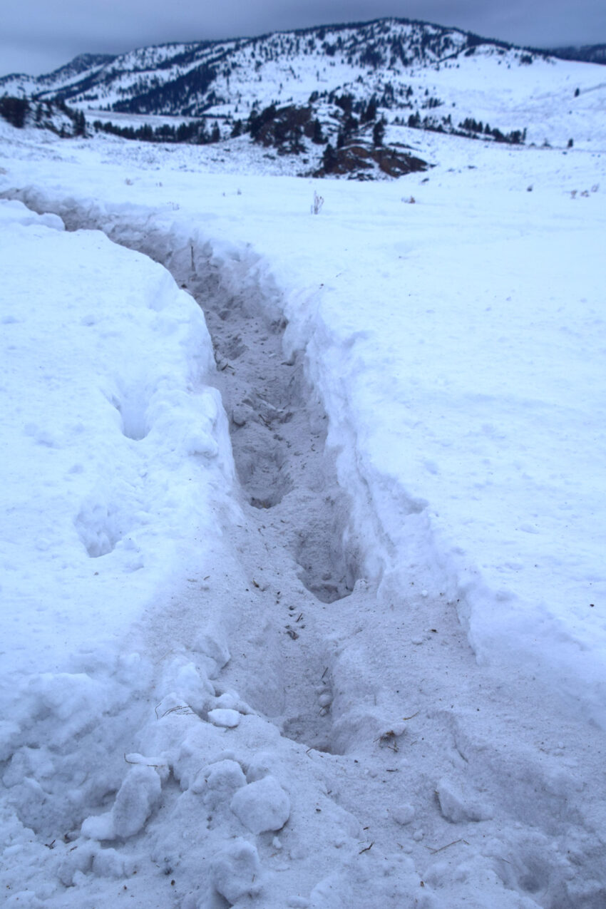 Yellowstone National Park Winter Trackways and Feeding Traces – GEOPOSTINGS