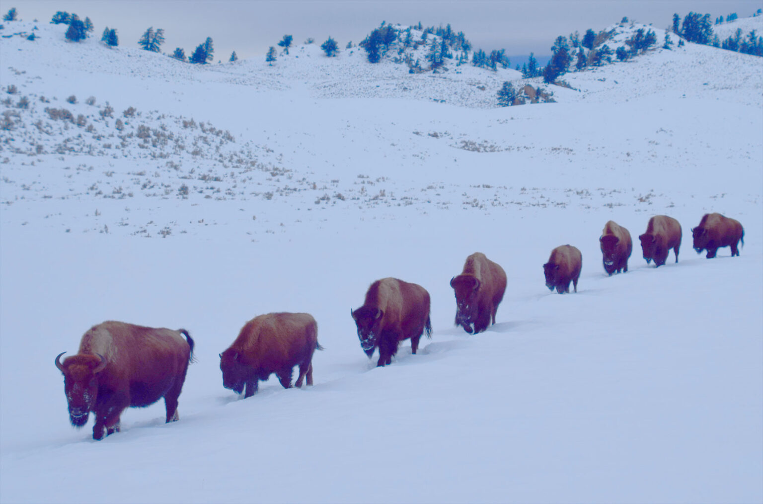 Yellowstone National Park Winter Trackways and Feeding Traces – GEOPOSTINGS